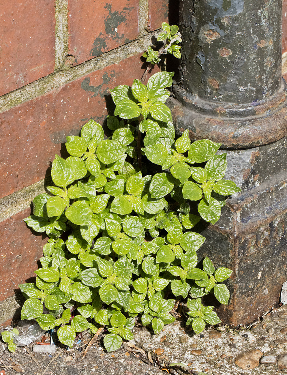 Tough Stuff | Naturally