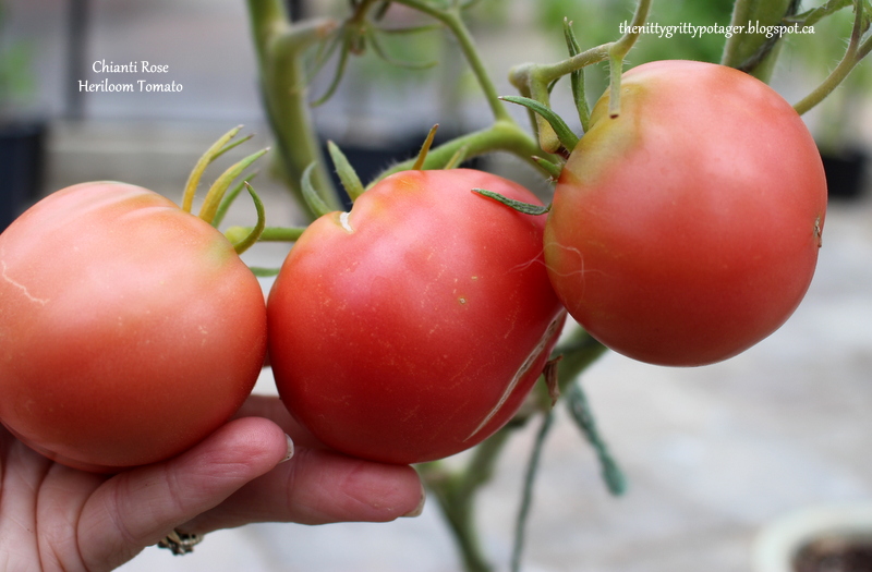 Tanja's Top Ten Tomatoes 2015