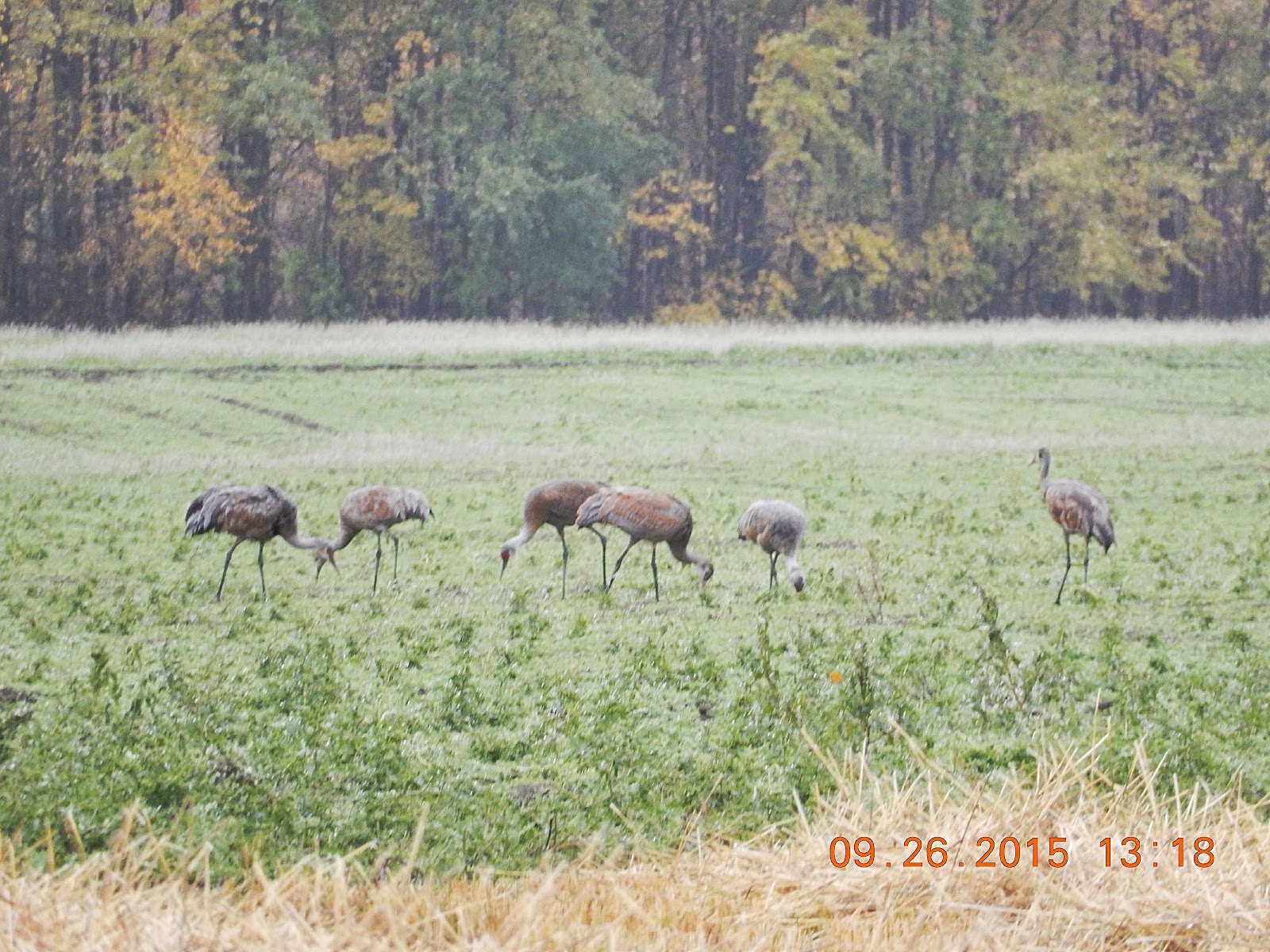 Wheatavore: VanderWeele's Wheat, Mat-Su Valley Alaska -- September 2015 ...