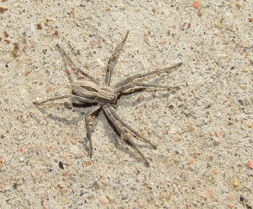 Bug Eric: Spider Sunday: Spring Spiders