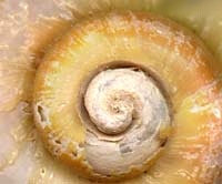 ACVARISTICA: Melci de apa Dulce