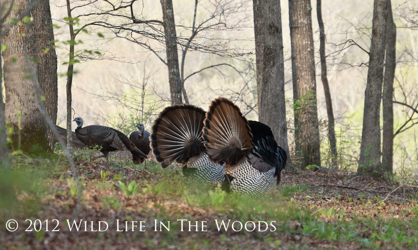 Lord and Lady Boonie Strut Their Stuff - That Susan Williams