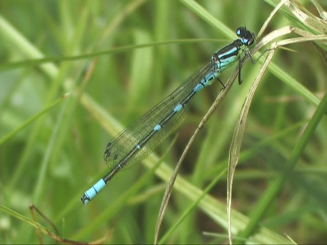 Birding and Dragonfly Videos