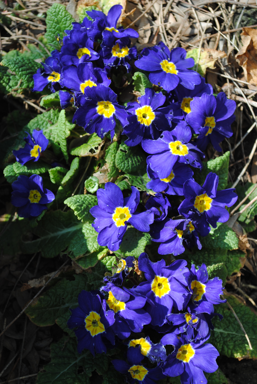 Ontario Gardeners' Anonymous