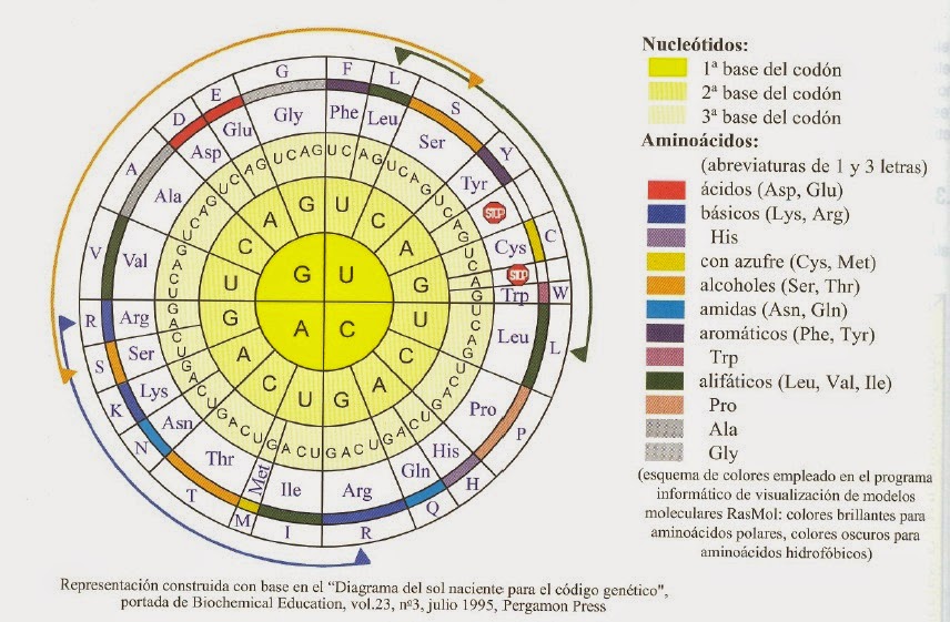 Principales características del código genético | Apuntes de Biología ...