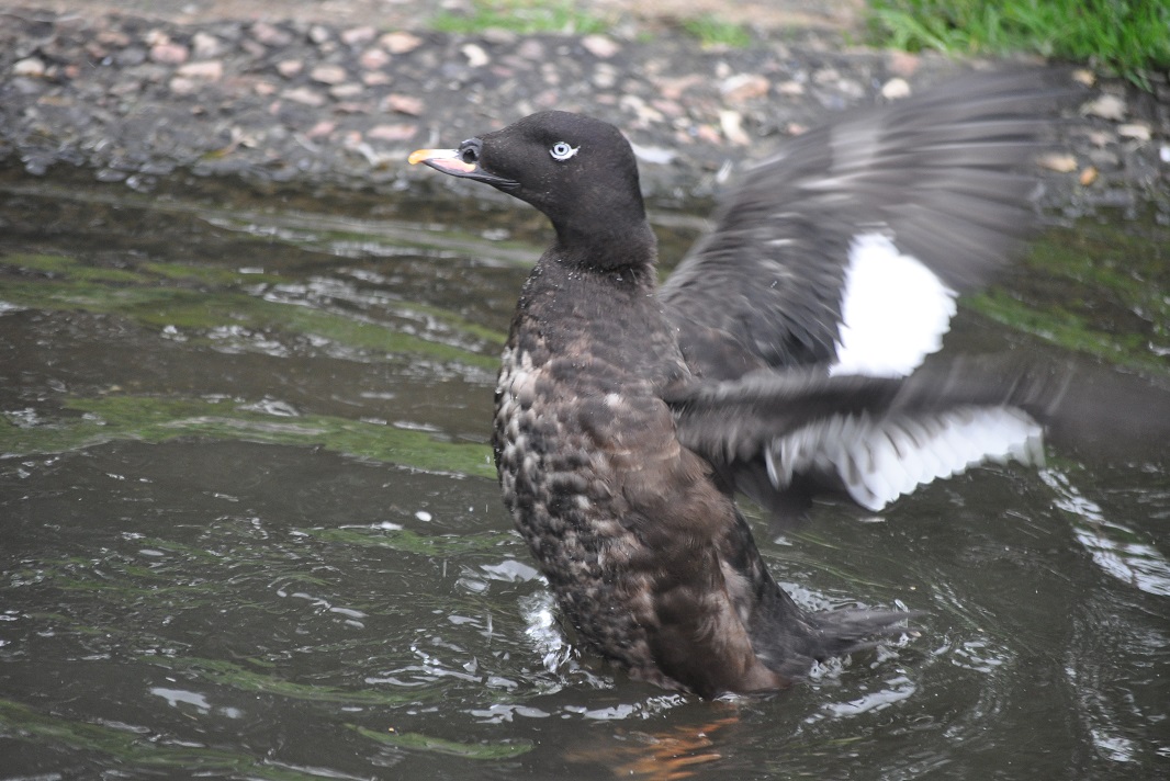 ZOOTOGRAFIANDO (6.100 ANIMALS): NEGRÓN ESPECULADO / VELVET SCOTER ...