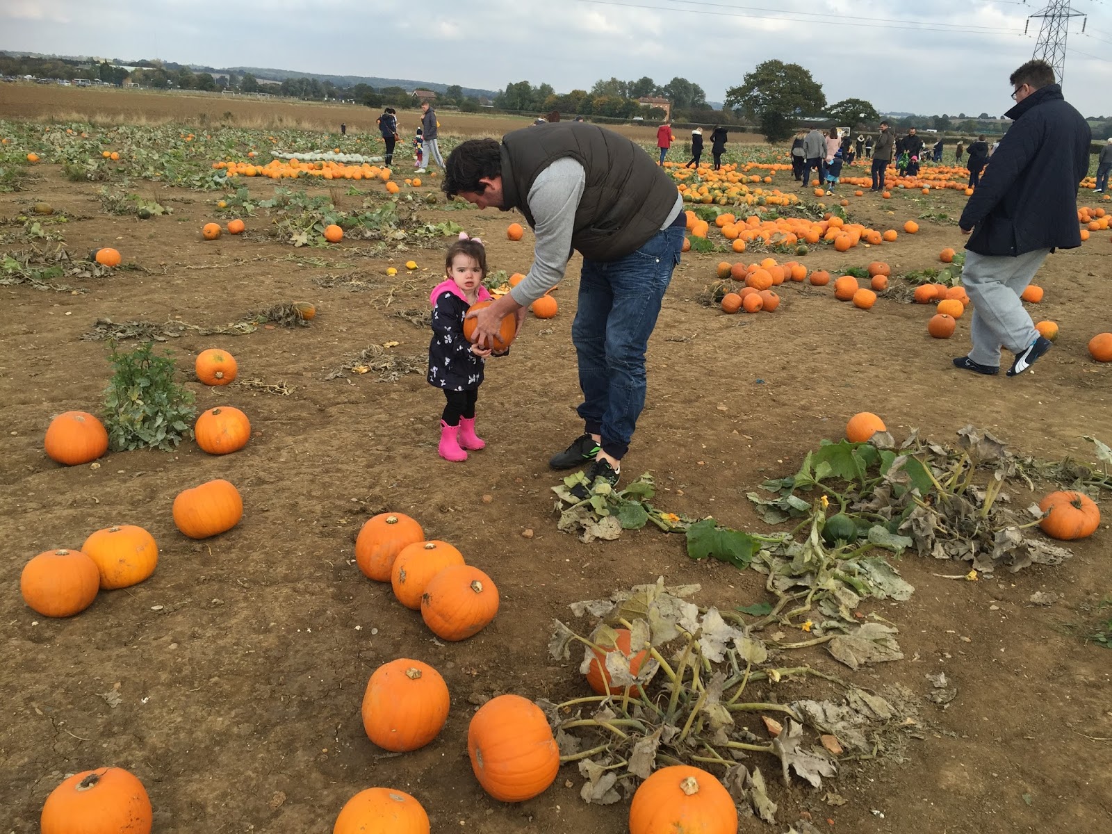 Bistro Becs and Family: Pumpkin Picking at The Pumpkin Patch, Basildon ...