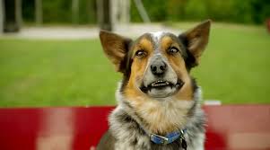 SNEAK PEEK : "Pups United" On DVD