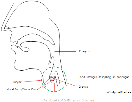 The sounds of English: THE LARYNX
