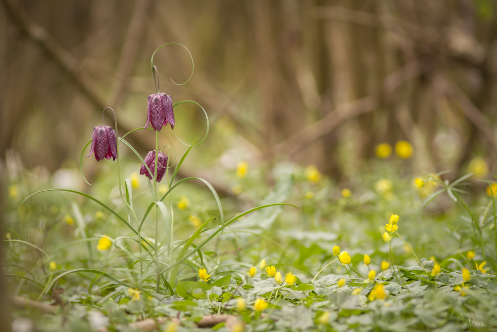 La Fritillaire pintade
