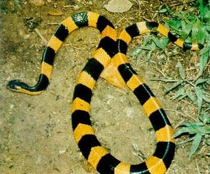 MEMERANG SUNGAI: Bahaya Memancing Di Sungai - Memancing Ditebing atau ...