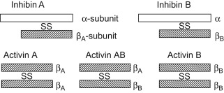 Apa itu Hormon Inhibin : Penjelasan dan Fungsinya