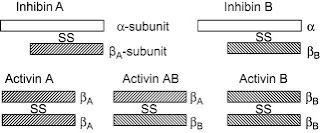 Apa itu Hormon Inhibin : Penjelasan dan Fungsinya