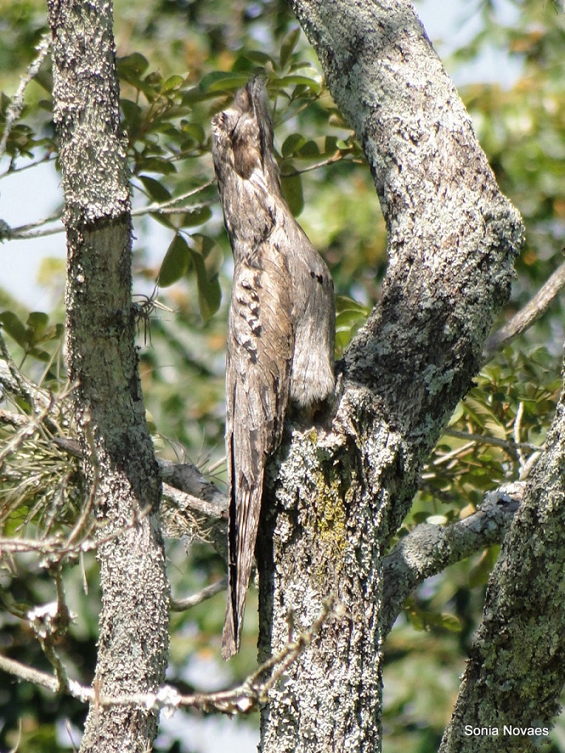 TVL: Ave da semana - Urutau