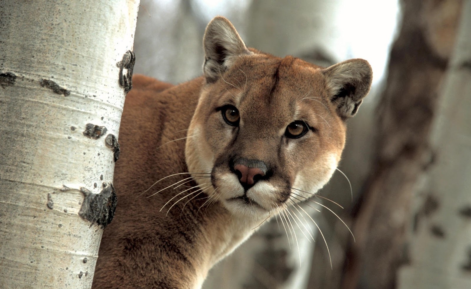 ΠΟΥΜΑ photos-wallpapers (ανανεωμένο) | the fun bank