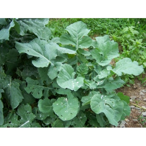 Proper African style "morogo" or spinach can actually be made of a ...