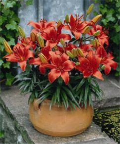 Simple Blue: Spring Bulbs