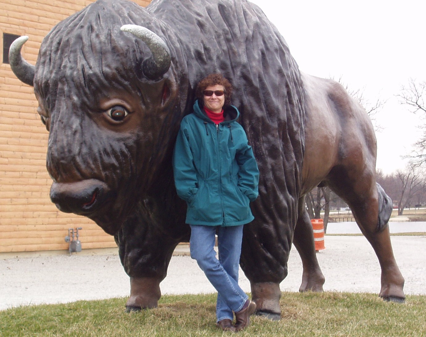 Latest Funny Pictures: Funny Bison