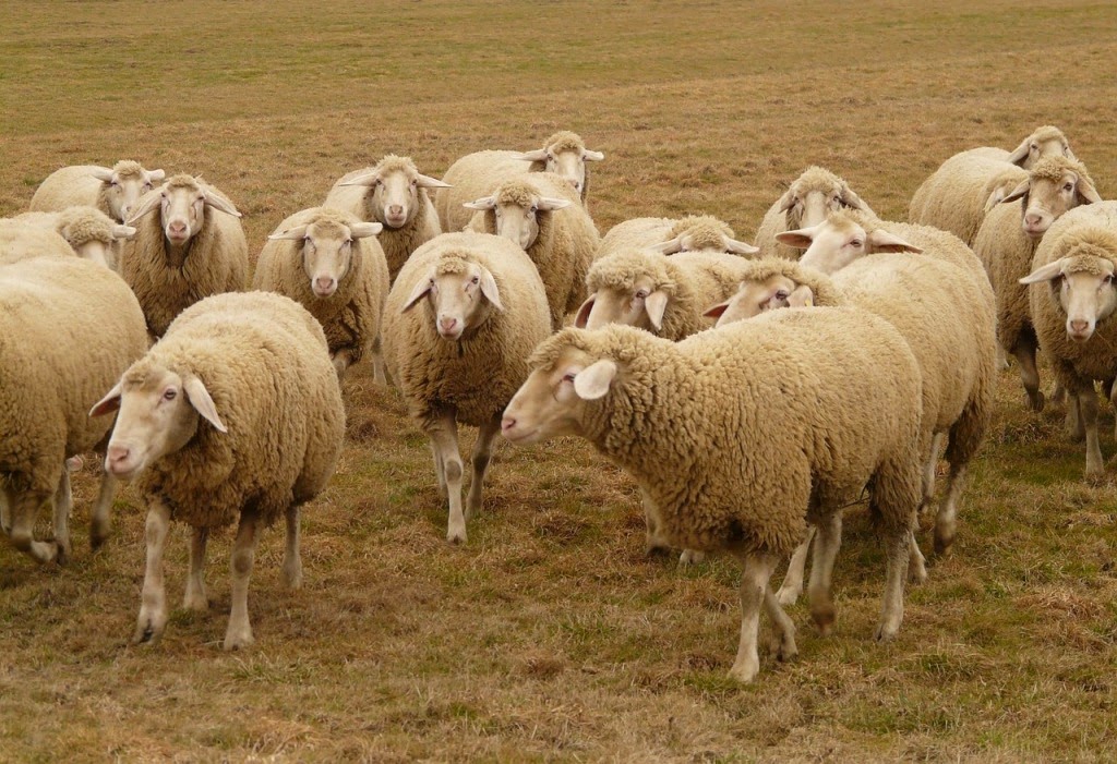 Contes d' Animals: LES OVELLES