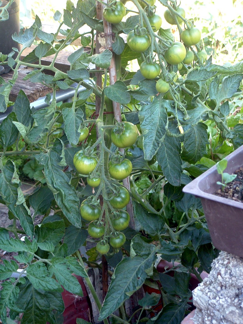 Galadriel's Garden: Ode to the English tomato