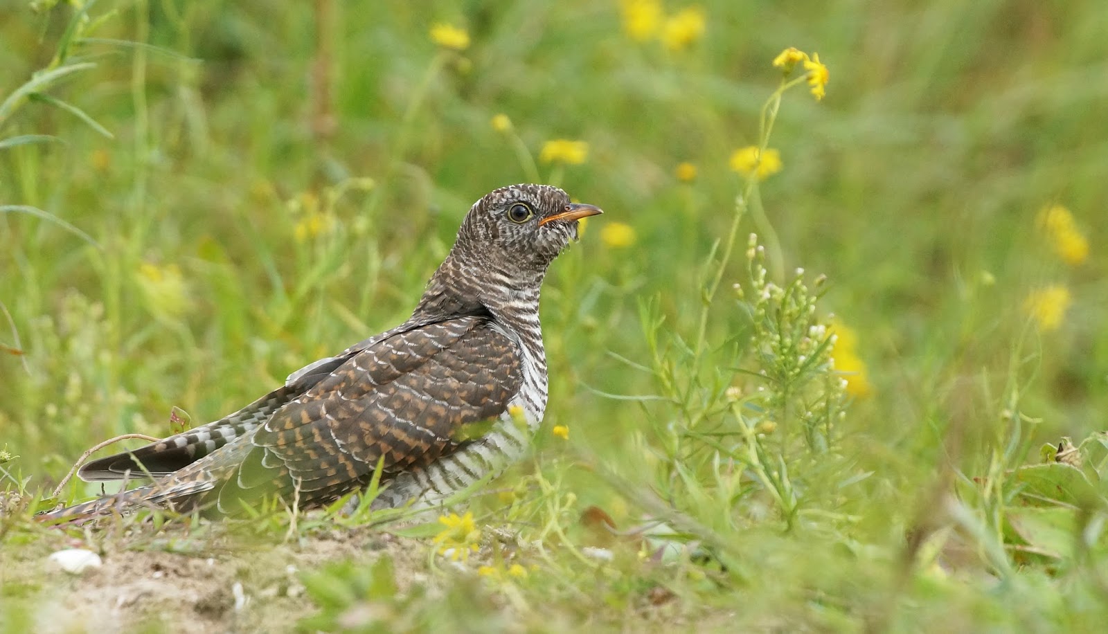 De wereld door mijn lenzen: De jonge Koekoek