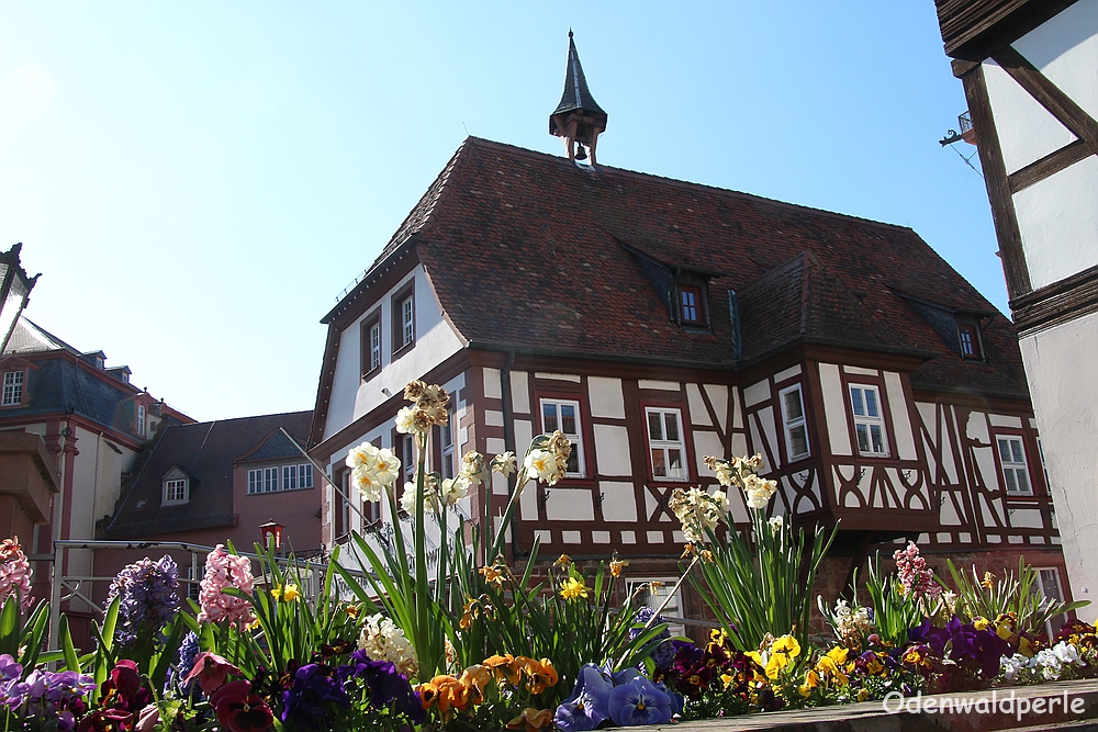 Odenwaldperle: Sonntagsspaziergang durch Erbach