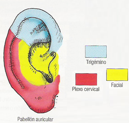 Audiología didáctica para estudiantes: Anatomofisiología del Oído: Oído ...
