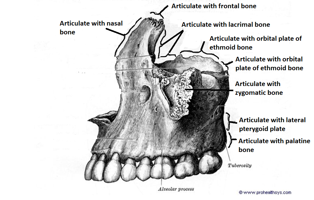 easyhumanatomy: Maxilla : easy and brief discussion