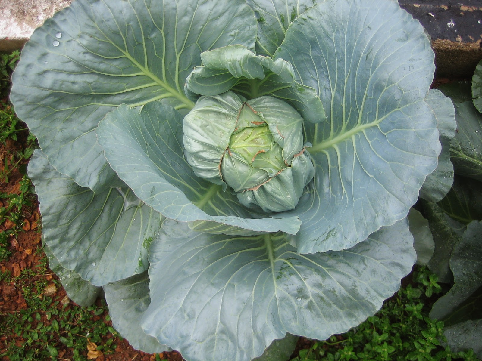 My AGRI LOG: PENANAMAN KOBIS