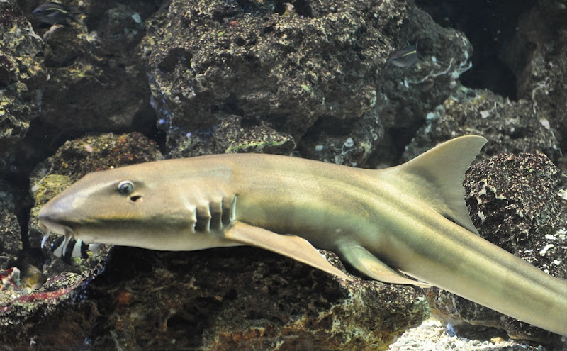 ZOOTOGRAFIANDO (6.096 ANIMALS): TIBURÓN BAMBÚ / BROWN-BANDED ...