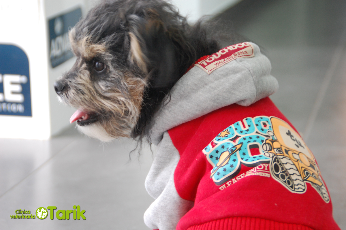Clínica veterinaria Tarik: DESFILE DE MODA CANINA OTOÑO - INVIERNO