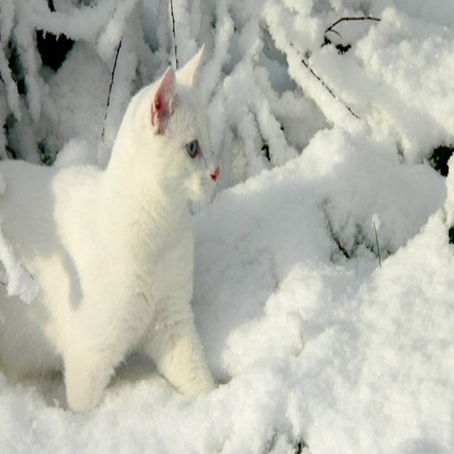 Cat Playing in Snow - Funny cats