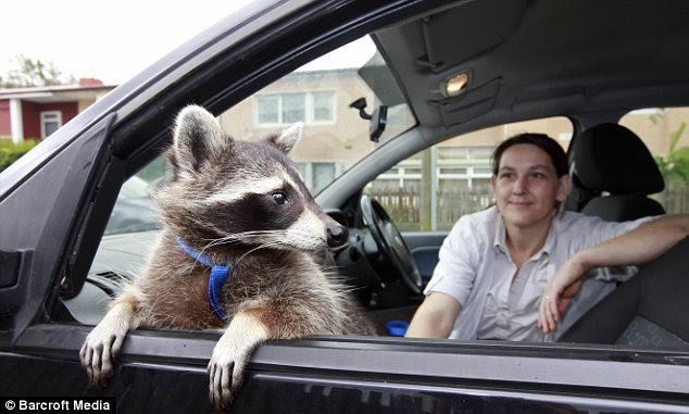 Pets Stop: The biggest human-raccoon family, 4 human and 20 raccoons