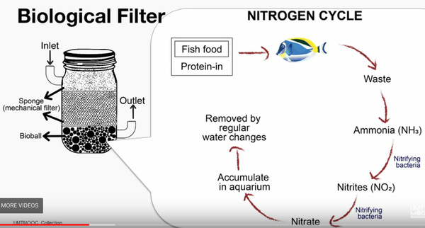 KIANMENG.ORG: UMT MOOC: Ornamental Fish Culture - Topic 8: Principles ...