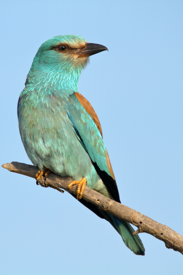 FOTOGRAFÍA DE FAUNA: AVES-VARIAS