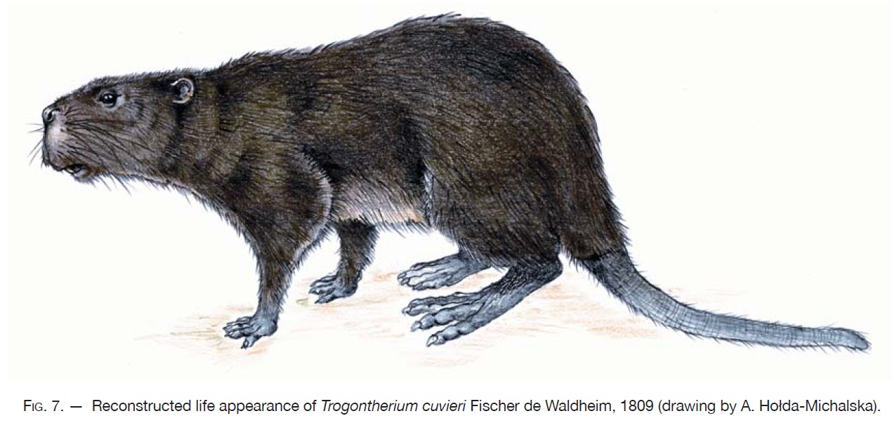 Sobre esto y aquello: Castores en el desierto