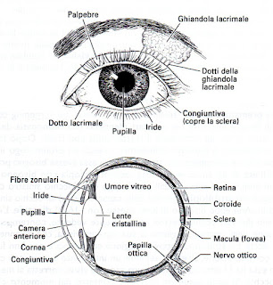 Avanguardie storiche del '900: Ricerca su occhio e orecchio di un ...