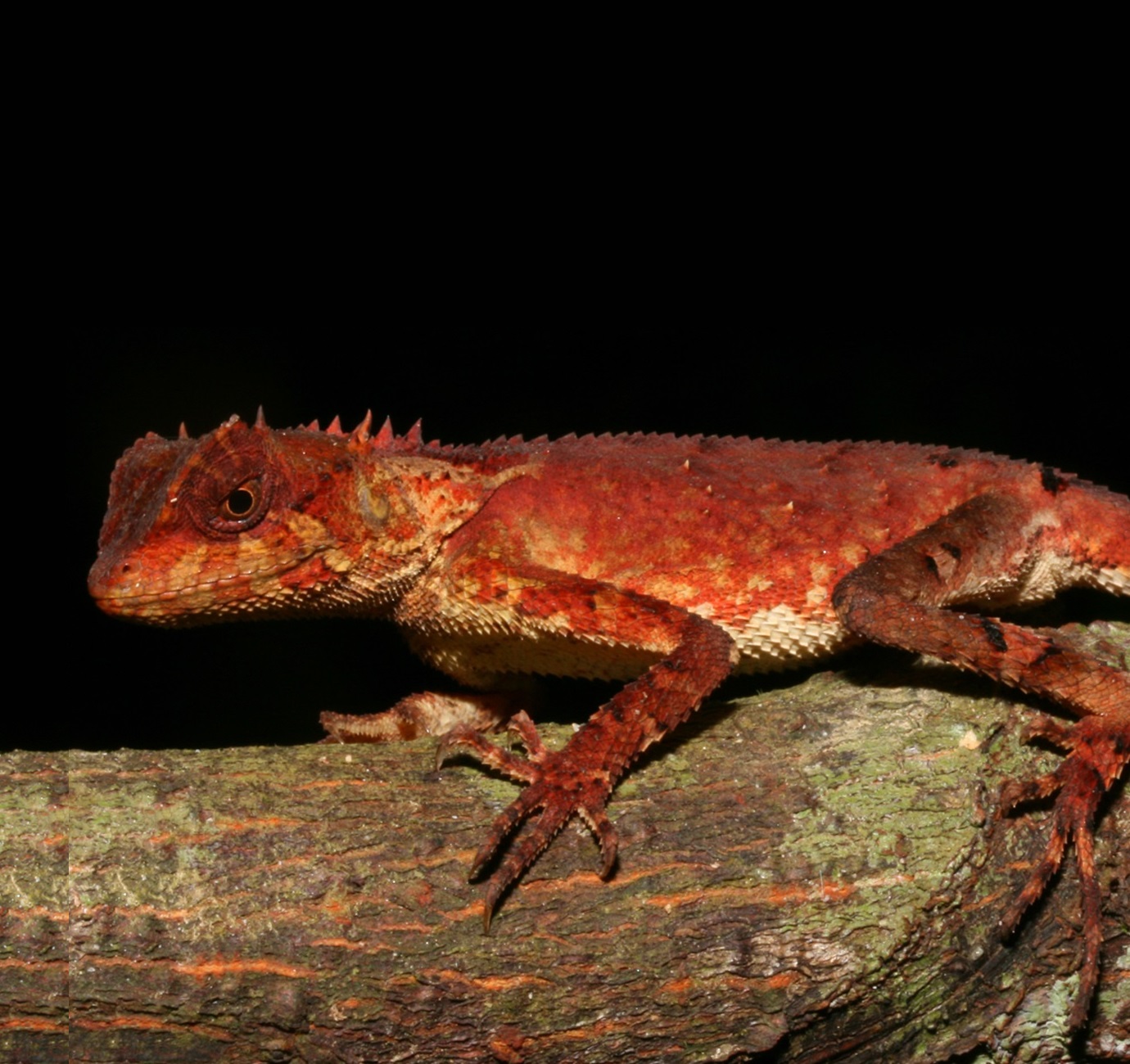 Species New to Science: [Herpetology • 2019] Acanthosaura ...