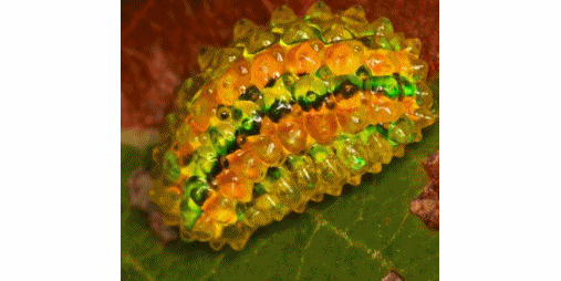 A JOIA DA NATUREZA - ACRAGA COA