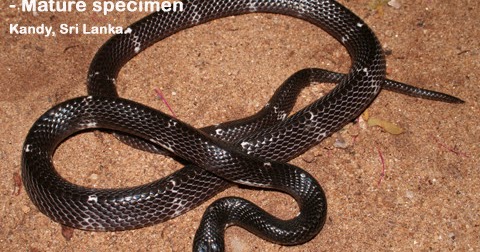 ශ්‍රී ලංකාවේ සර්පයෝ: තවත් කරවලෙක් - මුදු කරවලා Sri Lankan Krait