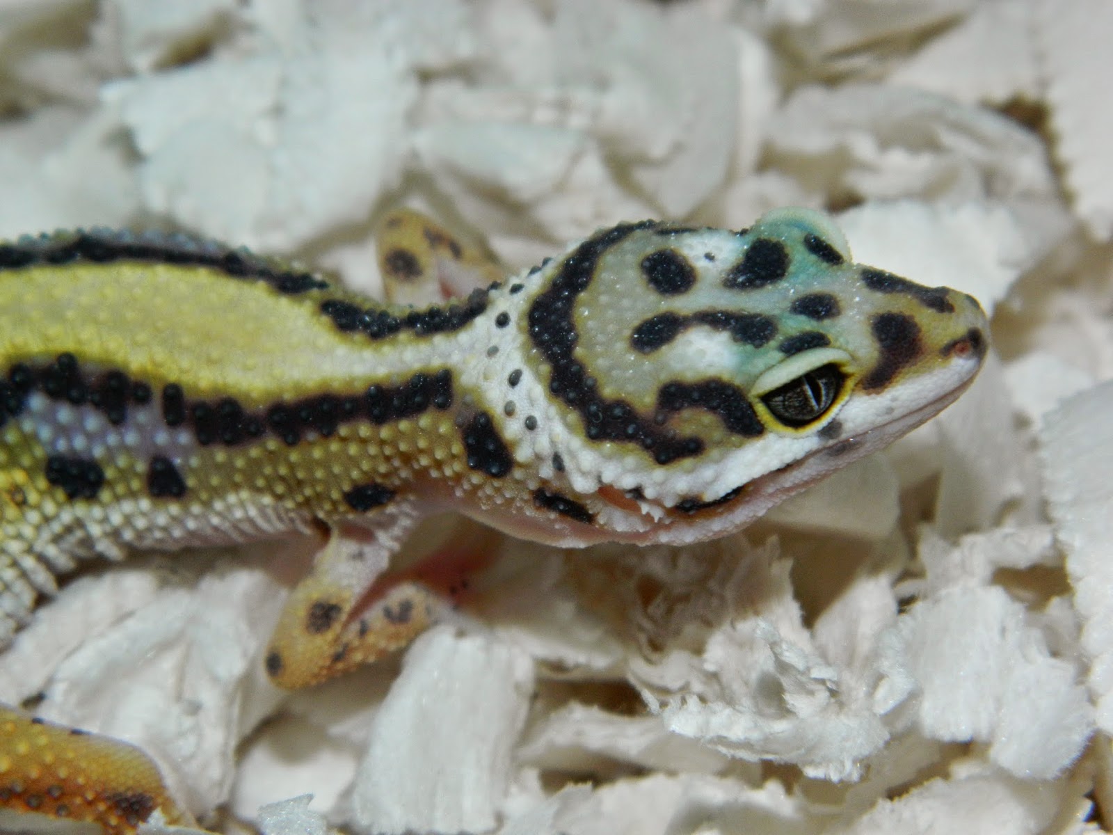 PLANET GECO LEOPARDINO & CO. : GECHI LEOPARDINI DISPONIBILI