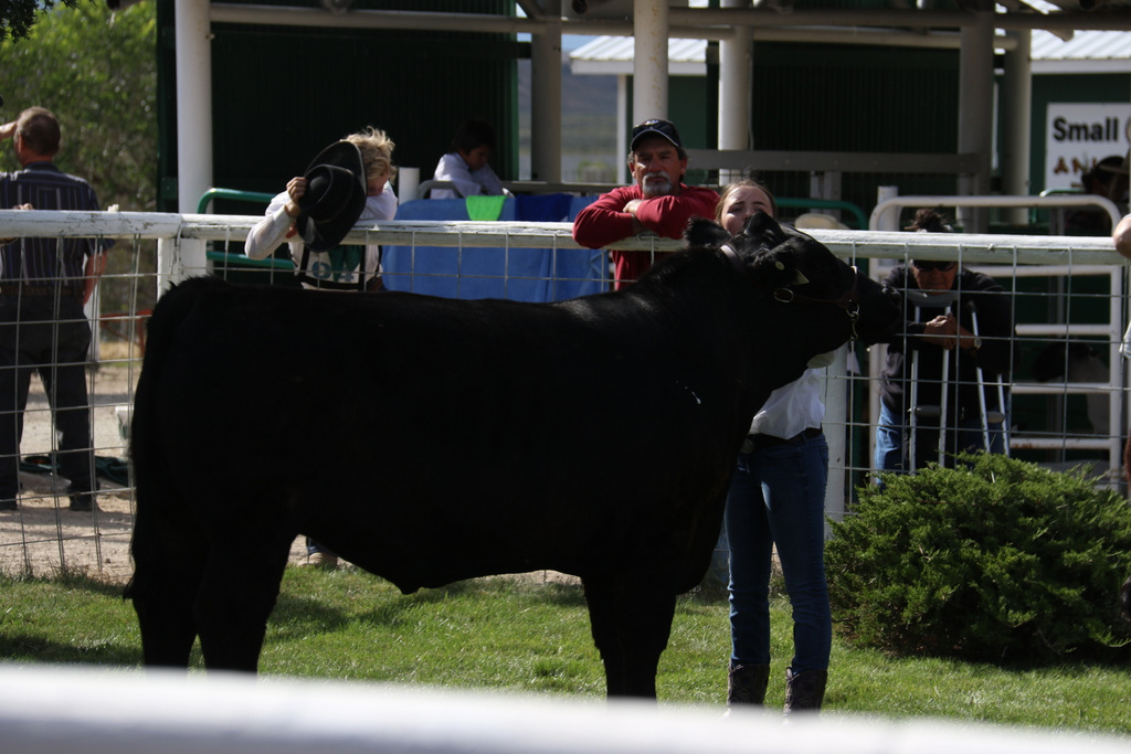 Desert Survivor: 2017 White Pine County Fair - Part 1: Livestock