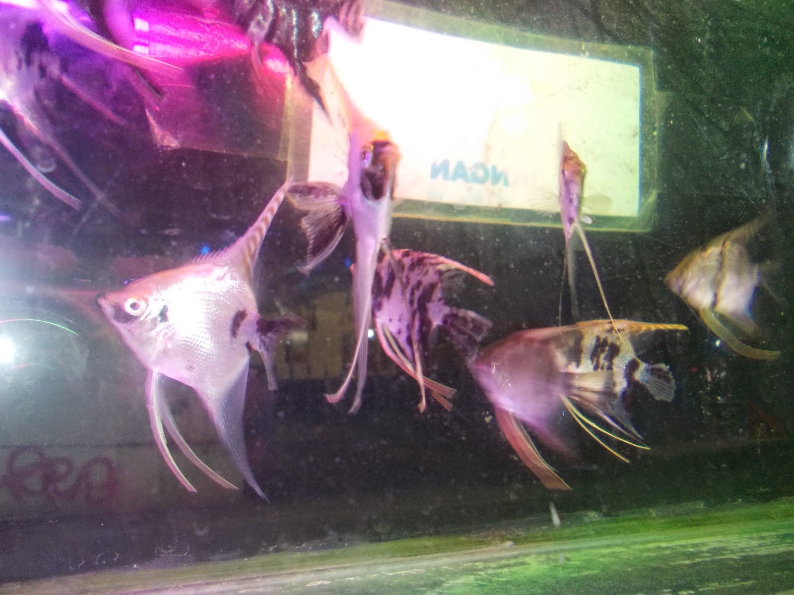 Info Ikan: 10 Ikan Hias Air Tawar yang Terkenal