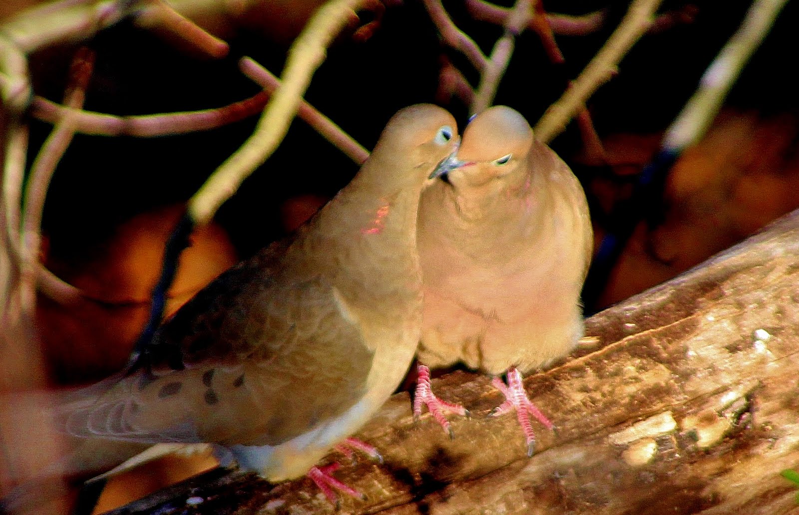 My blog/blob: Dove's Love Dance