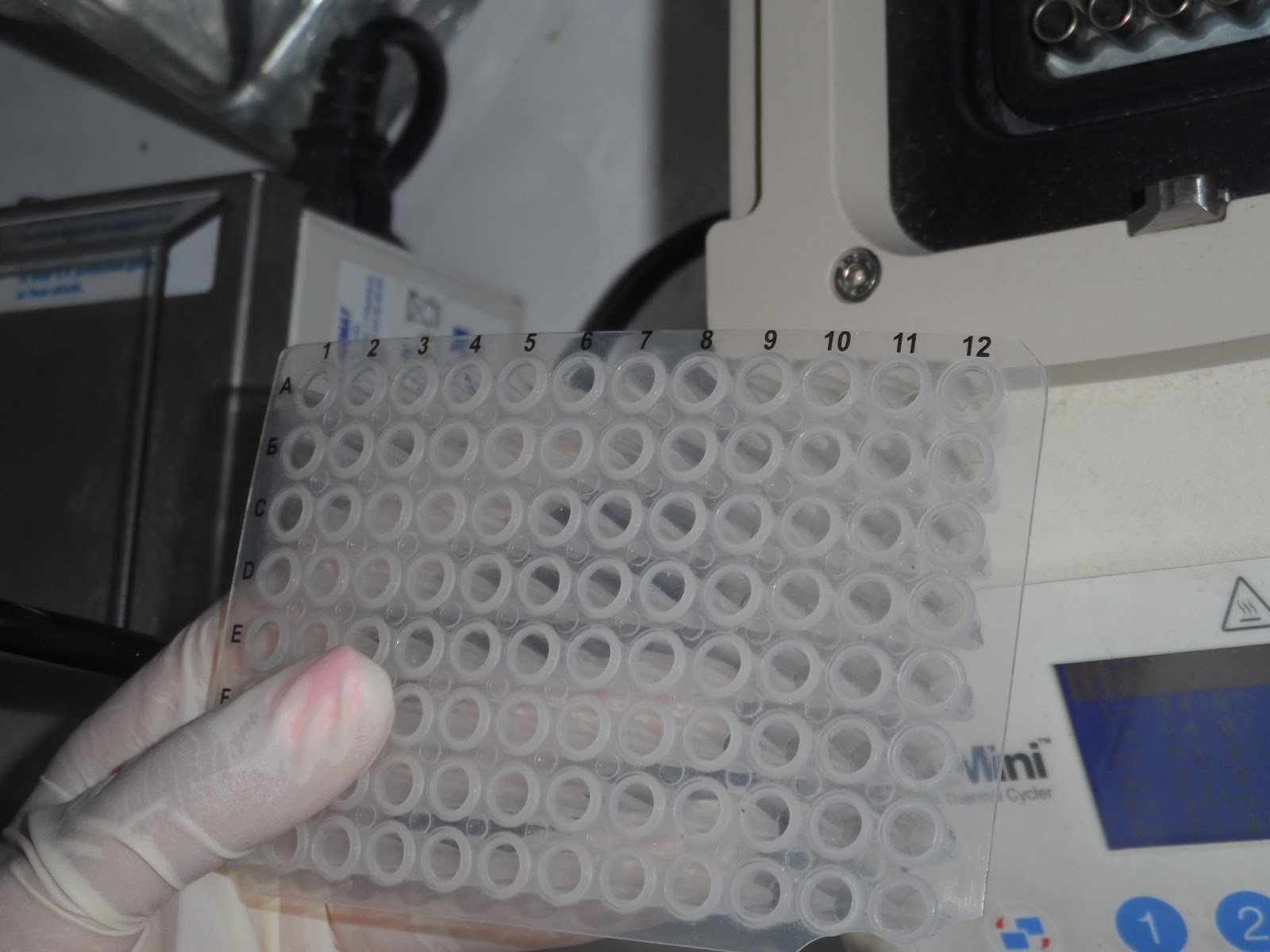 ecotoxicologia-bioensayos: PCR para hongos