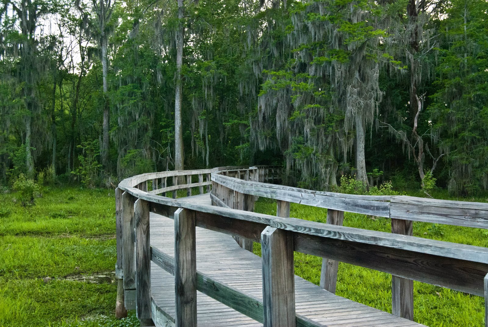 Augusta Georgia Daily Photo: Phinizy Swamp Nature Park Boardwalk