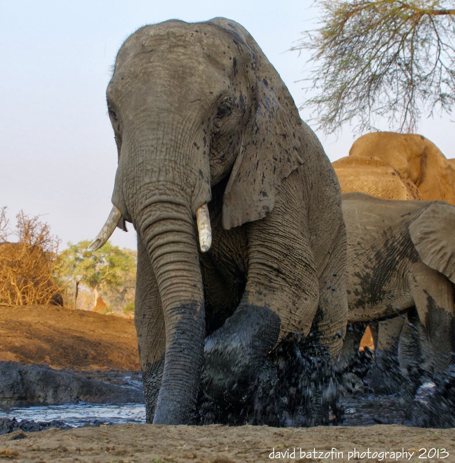 Elephant bunker at Senyati Rest Camp - Travel & Things
