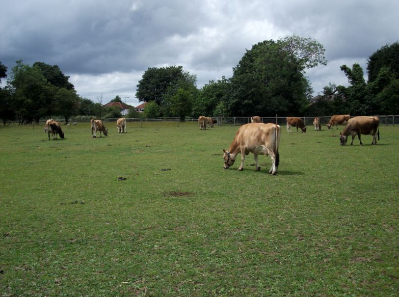 Vinnyman's Birding and Nature Blog.: Sheldon Country Park and Old ...