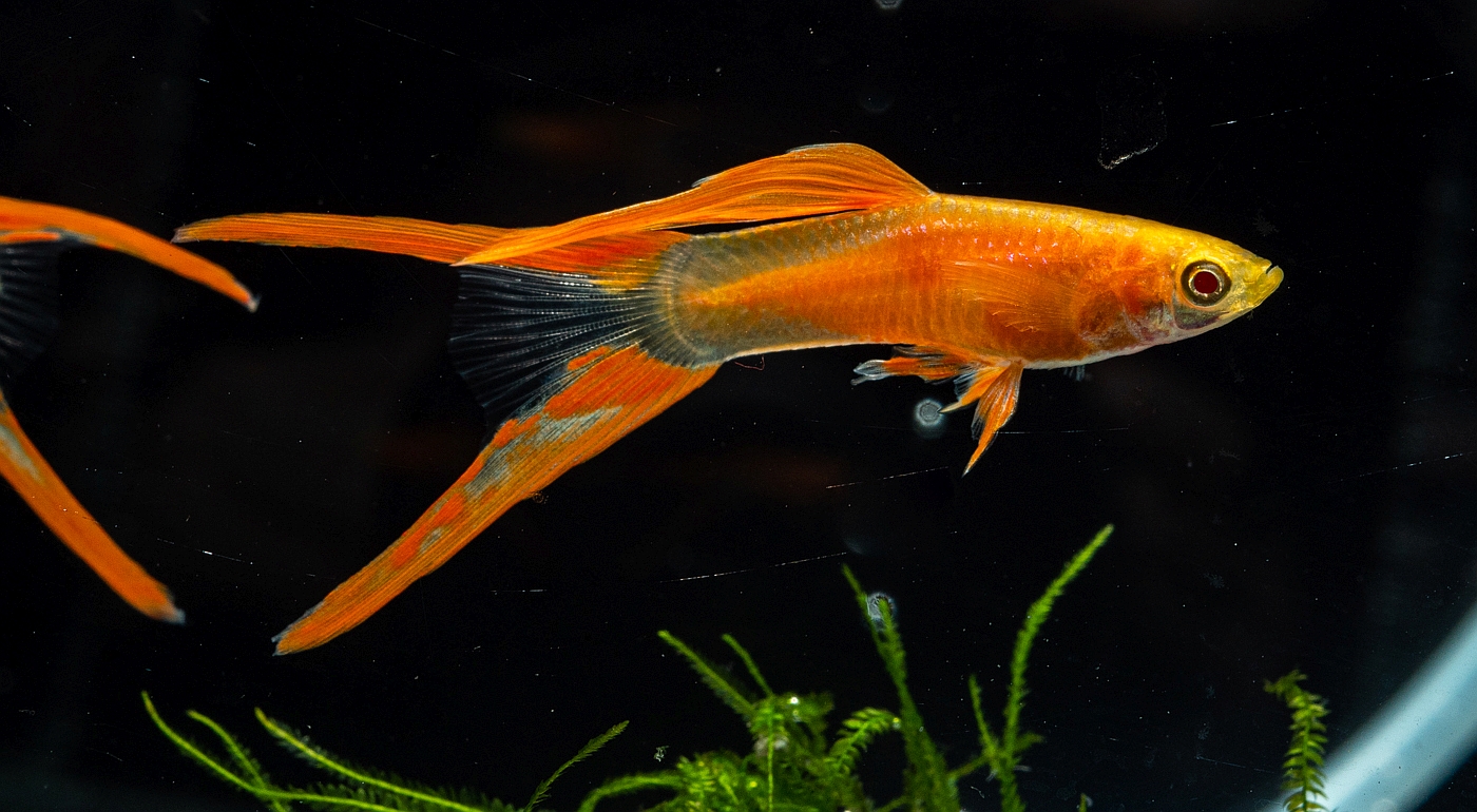 Guppy Show in Vienna Trios and Pairs 2019 - Ralfs-Guppy-Blog