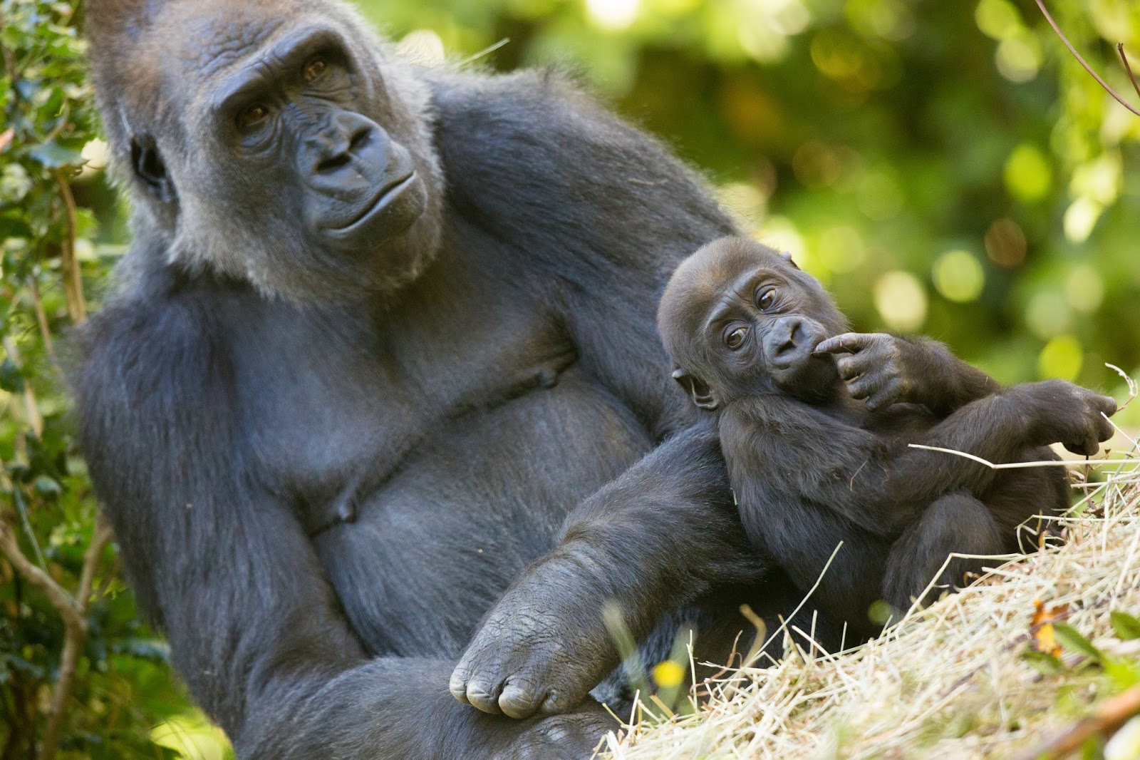 Becoming a silverback: Leo's story